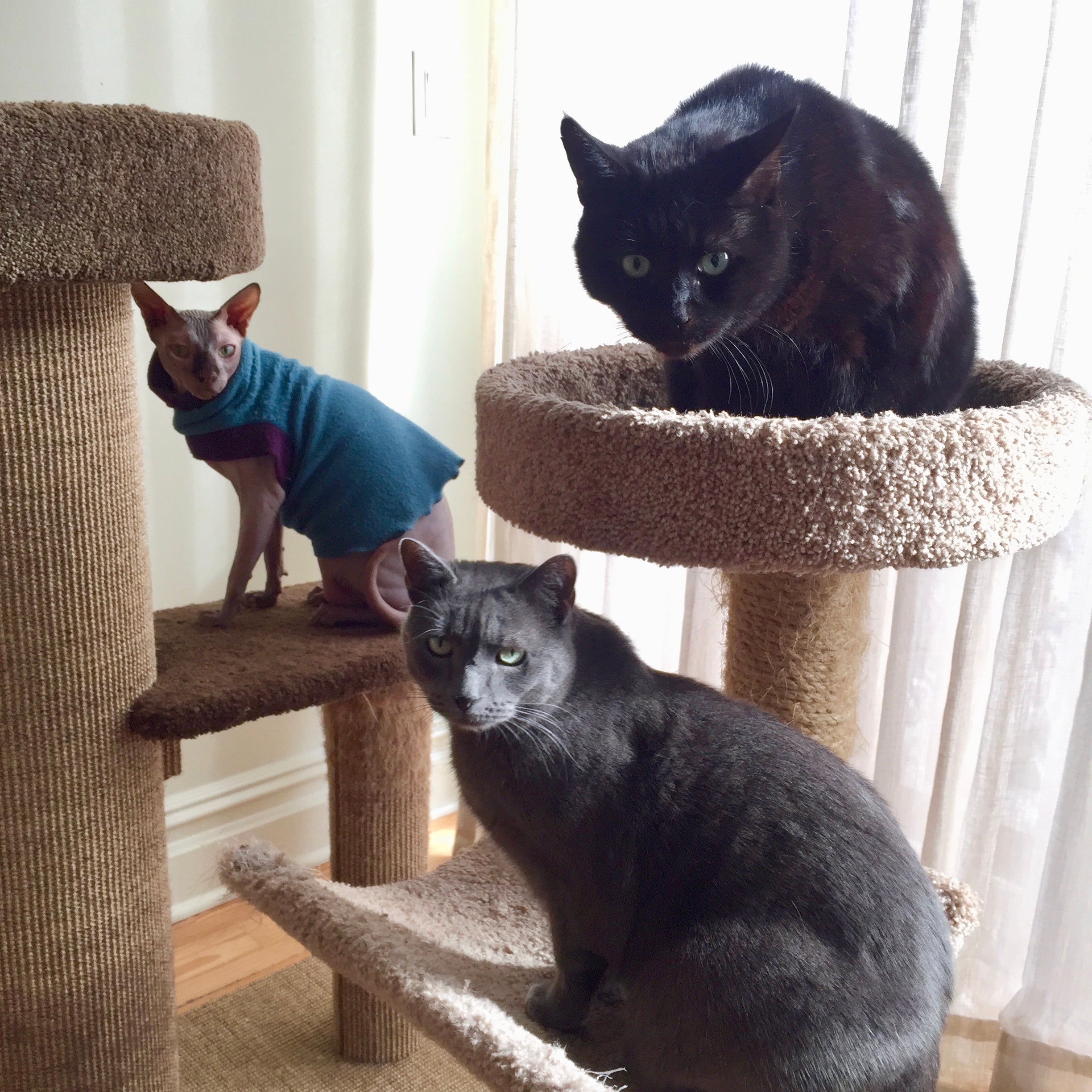 More Cat Owners Today Are Pro-Active When It Comes to Their Cat's Heal ...