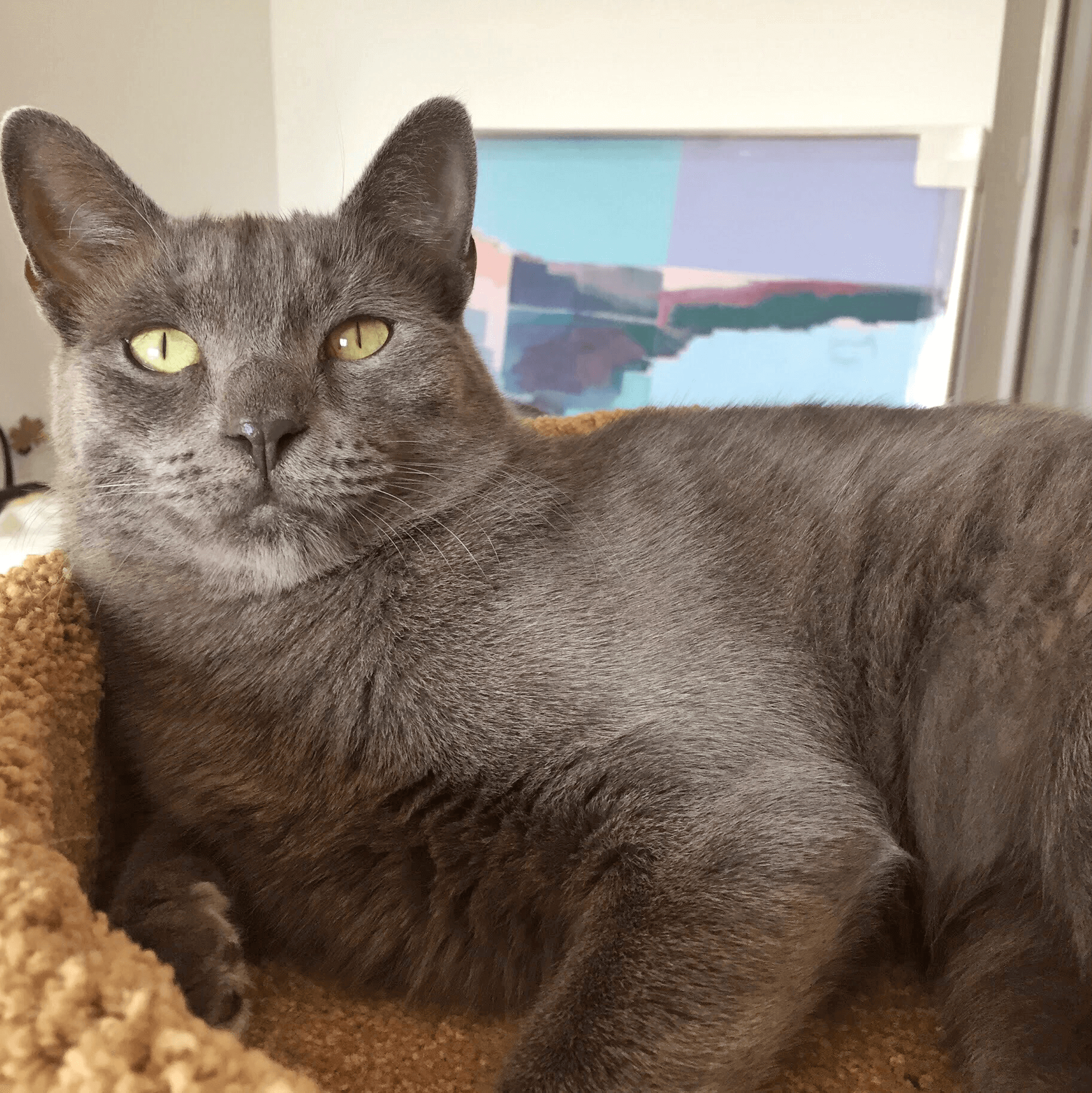 Meet our new Affiliate – Ask a Cat Vet! – Meow Mini Mart