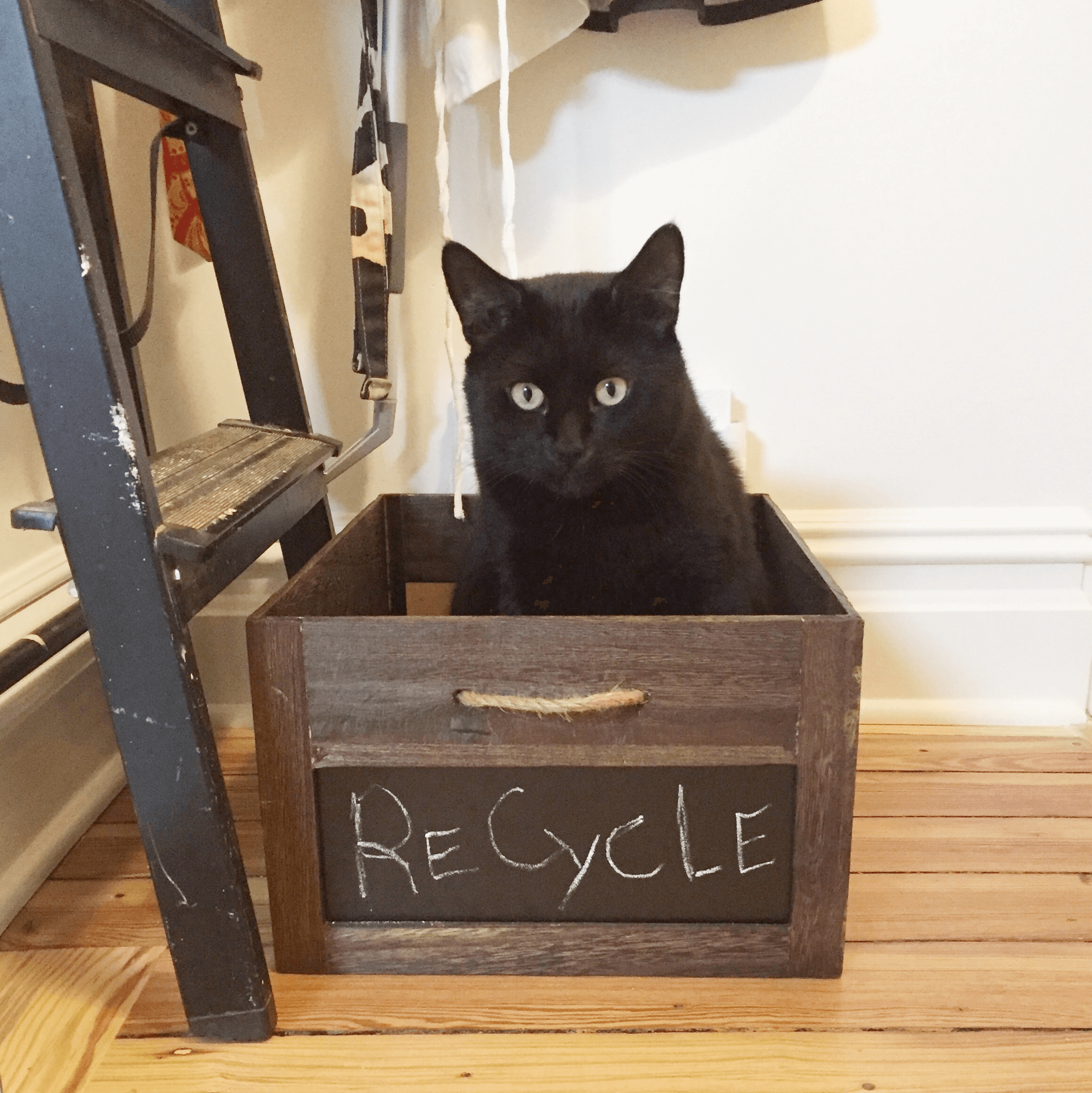 Things Cats Do (And What They Mean) – Meow Mini Mart