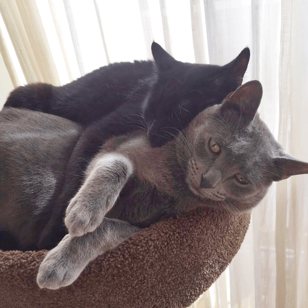 Veterinary Emergency Group Revolutionizes Emergency and Urgent Care ...