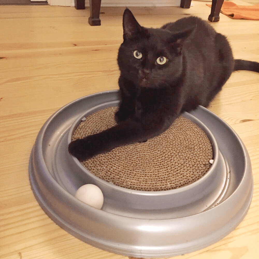 Always Do This When Buying Your Cat Food – Meow Mini Mart