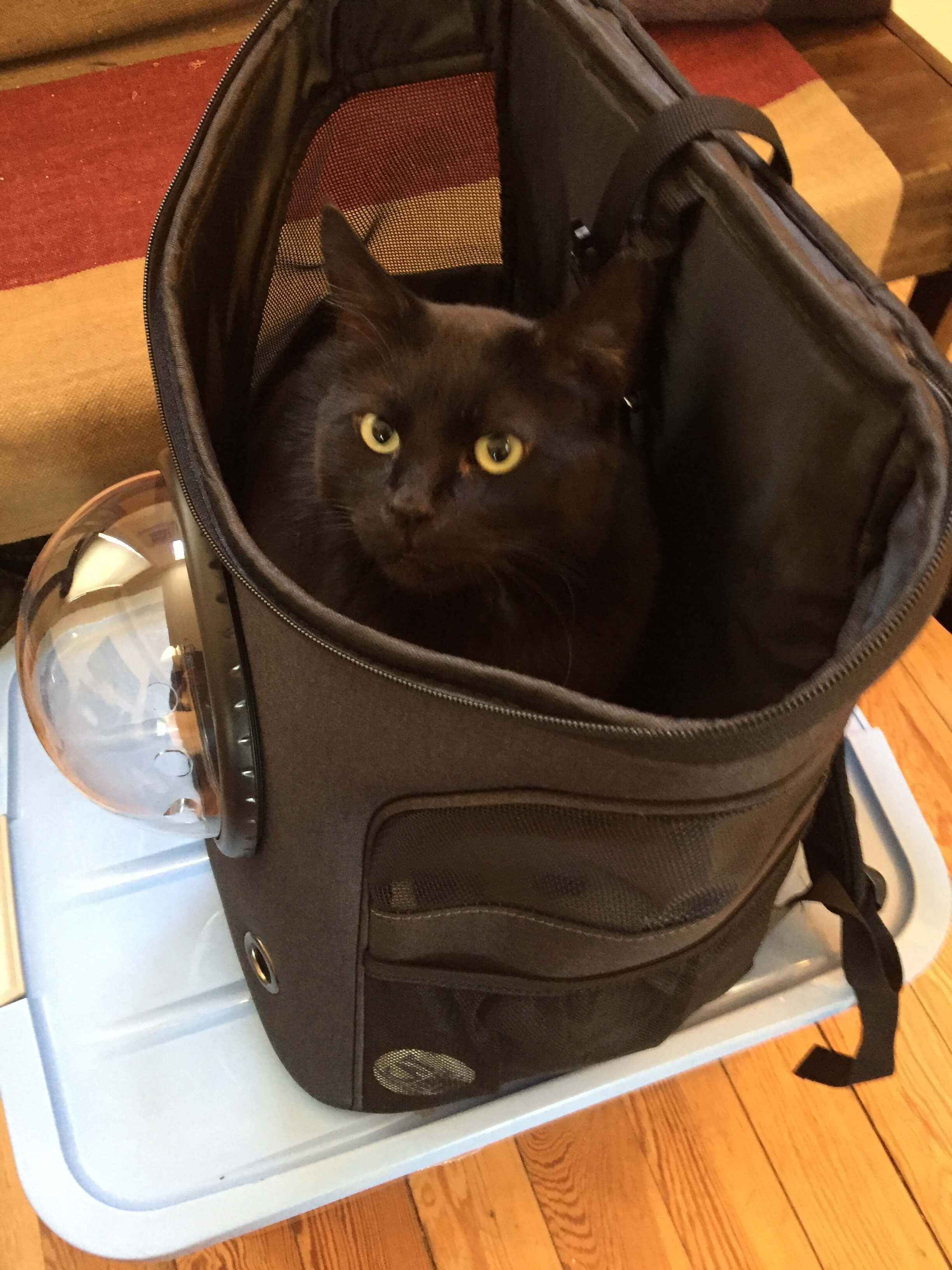 How To Safely Travel With Your Pets – Meow Mini Mart