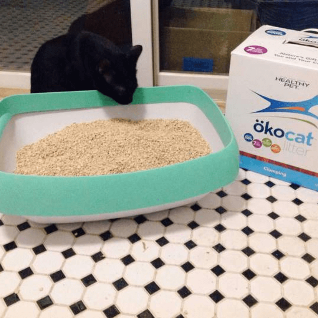 Why Is My Cat Peeing Outside The Litter Box? – Meow Mini Mart