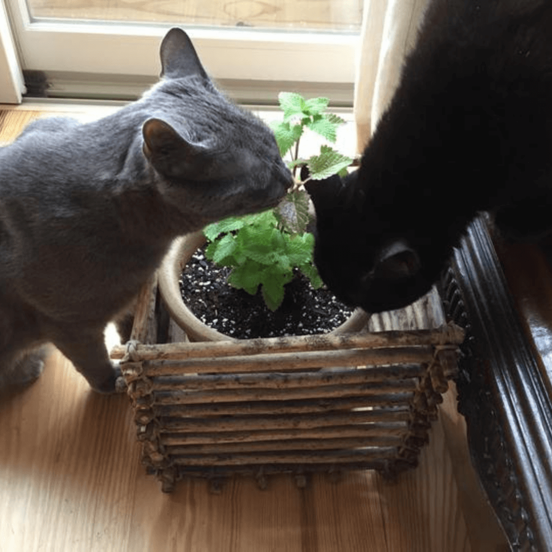 All About Plants and Pets – Meow Mini Mart