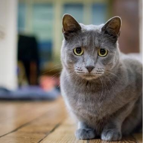 Celebrate World Veterinary Day! – Meow Mini Mart