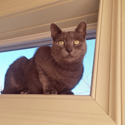 How to Use Technology to Keep Your Pet Safe – Meow Mini Mart